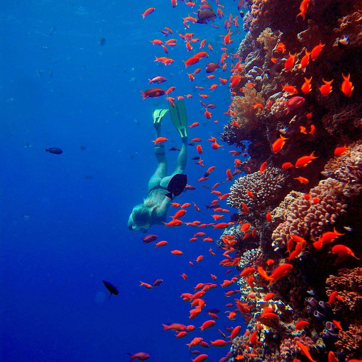 Seac Sub Camera Mounting for the One Pro Mask - oceandive.dk – Ocean Divers ApS