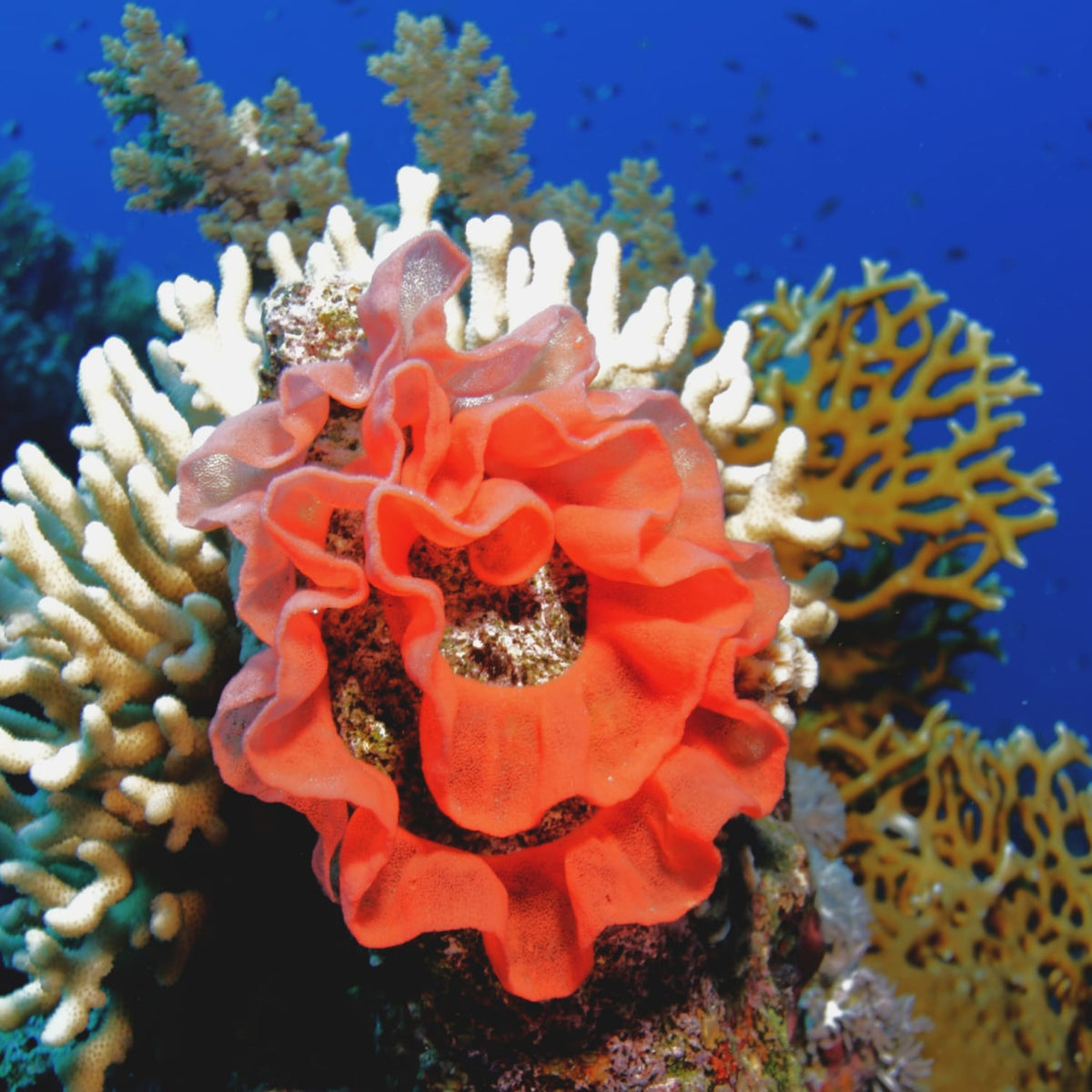 Grupperejse til Sharm el Sheikh | Dykkeroplevelser i Rødehavet | OceanDive.dk – Ocean Divers ApS